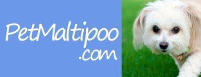 Maltipoo Aggression | Growling, Nipping, Attacking